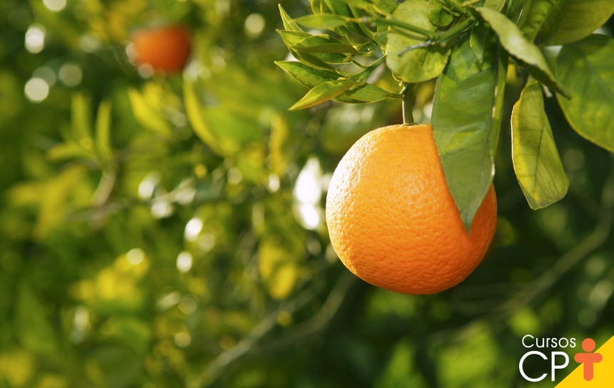 Confira as variedades de laranja e os benefícios da fruta para a saúde ...