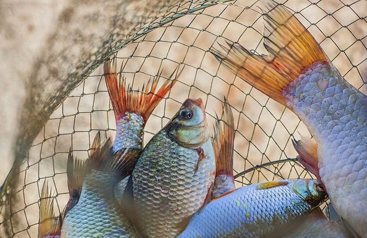 Aprenda a criar Matrinxã | Criação de Peixes