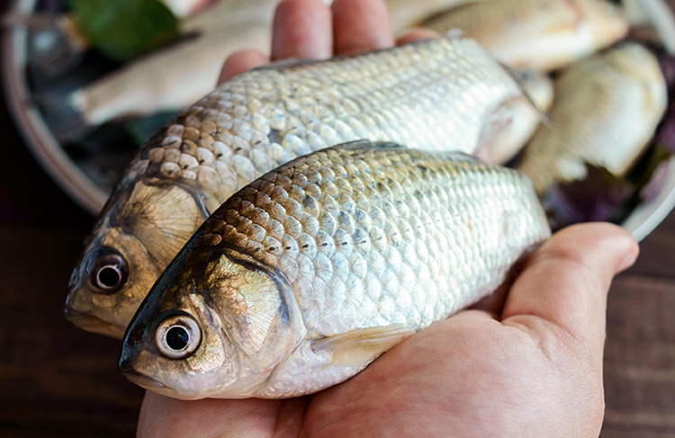 Dicas para a criação de alevinos | Criação de Peixes