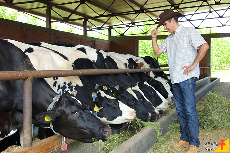 Melhore a eficiência alimentar do gado leiteiro | Artigos | Cursos a ...
