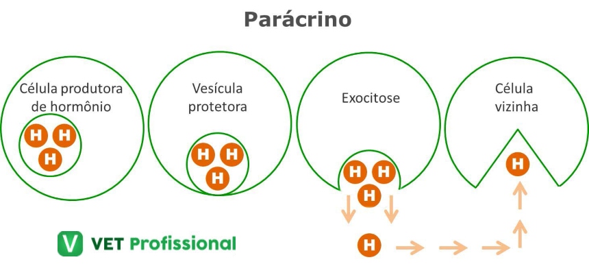 Veterinário: entenda a atuação dos hormônios no organismo animal | VET ...