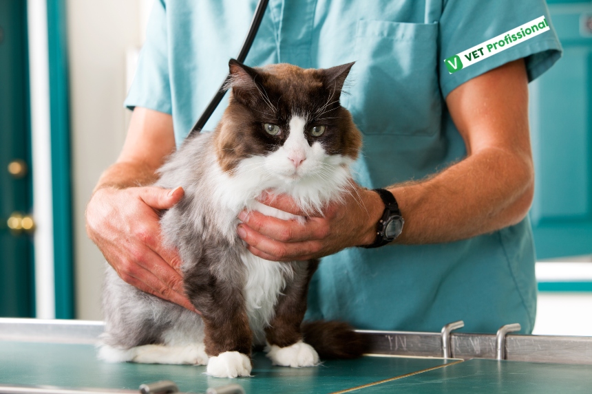 Sr. Veterinário, um pouco mais sobre membrana plasmática | VET Profissional