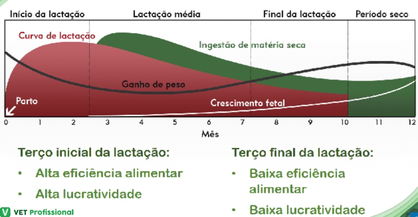 Importância do sistema reprodutivo para clínica de bovinos | VET ...
