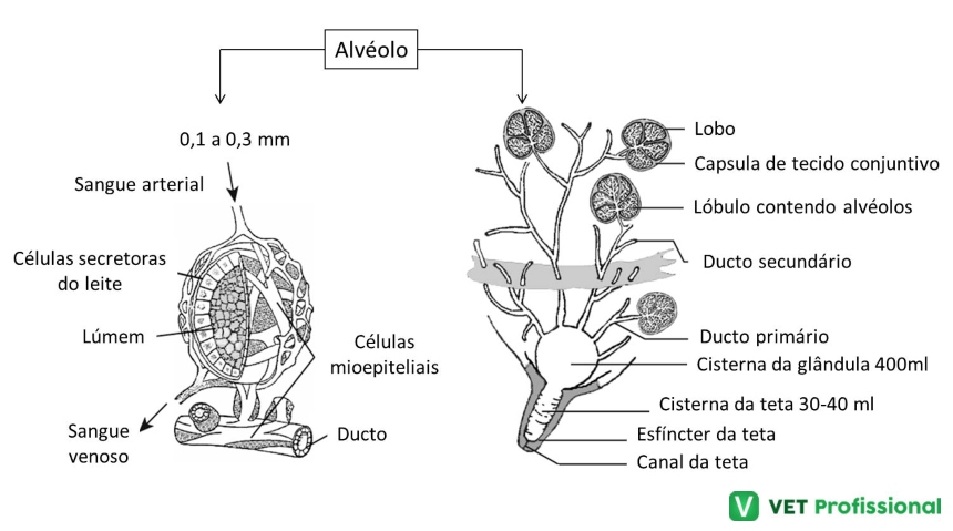 Anatomia dos tetos mamários de vacas leiteiras | VET Profissional