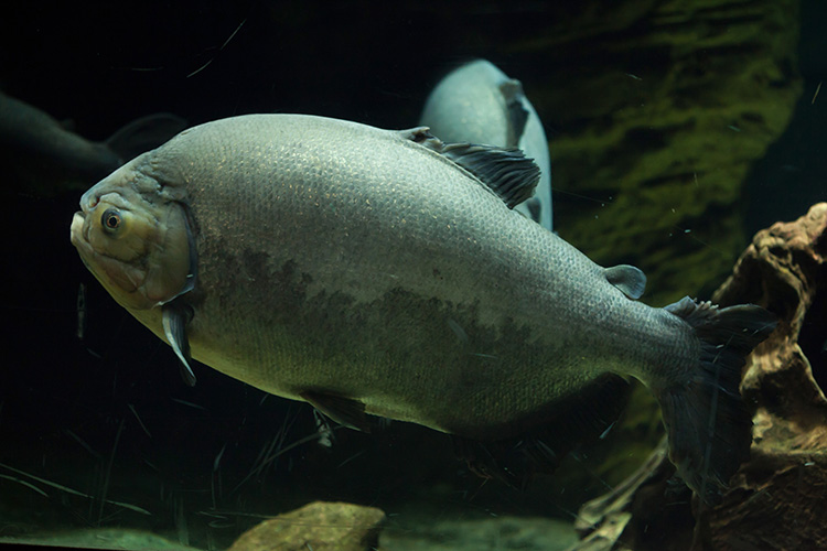 Por que investir na criação de peixes redondos? | Criação de Peixes