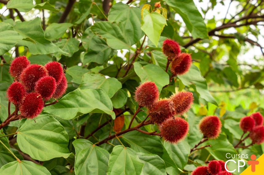 Urucum é bom para a saúde? É sim e muito! | Cursos a Distância CPT