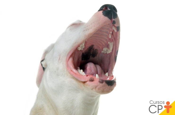 Anatomia sistemática da boca animal? Conheça o palato duro | Artigos ...