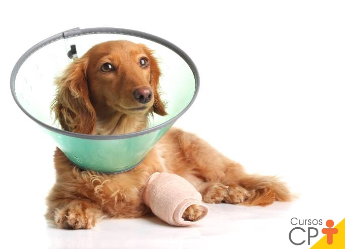 5 cuidados pós-cirúrgicos em cães | Artigos | Cursos a Distância CPT