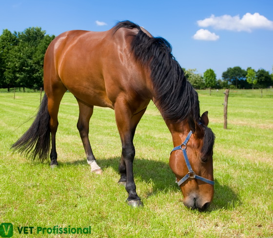 Bovinos e equinos: você conhece a fisiologia bucal desses animais ...