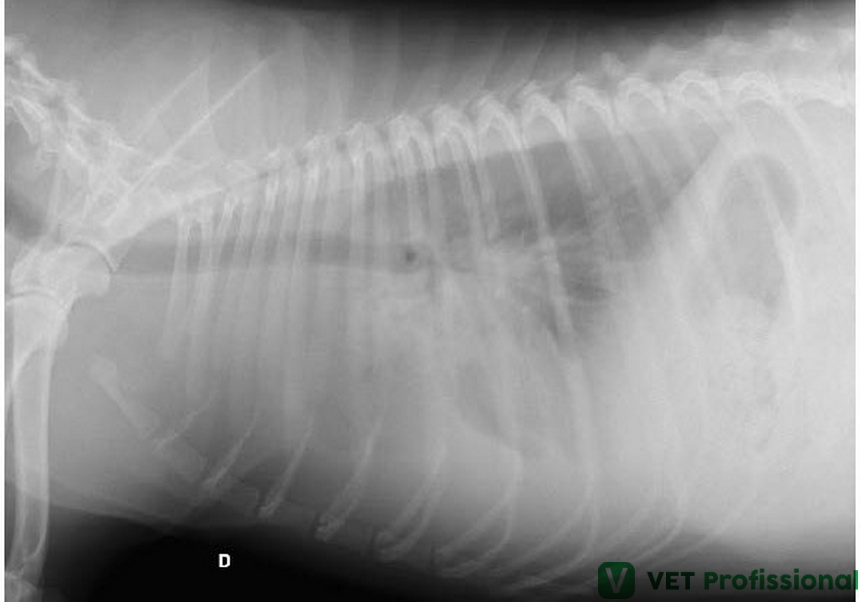 Contrastes radiográficos: por que utilizar? | VET Profissional