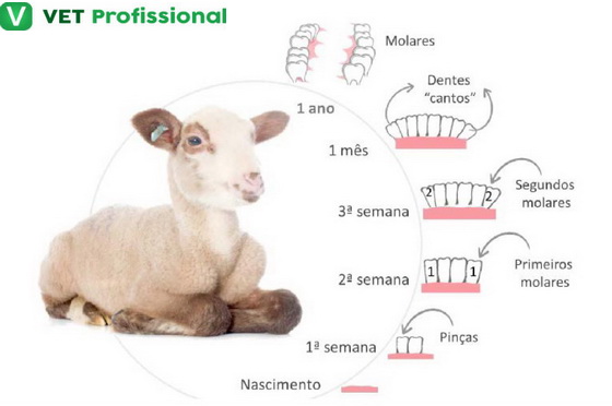 Ano Do Simbolo Das Ovelhas