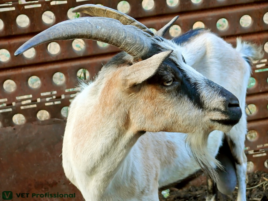 Lado Do Rosto De Cabra Conheça Os Códigos Ocultos Na Polêmica