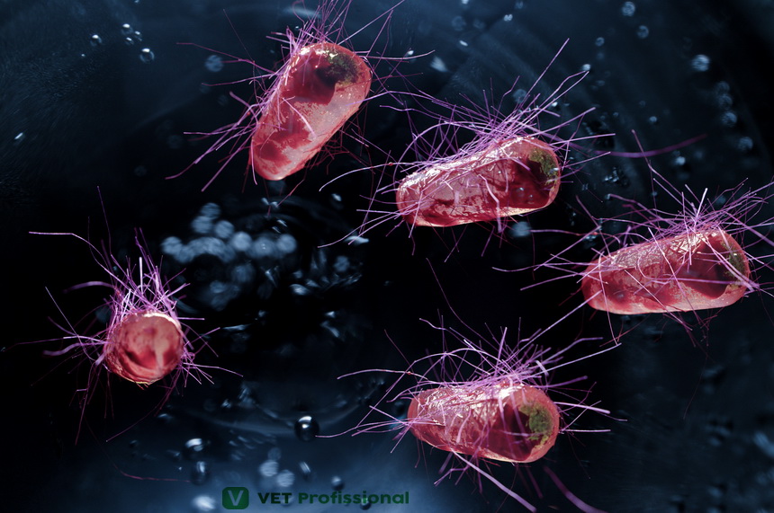 Família enterobacteriaceae: conheça esse variado grupo de bacilos | VET ...