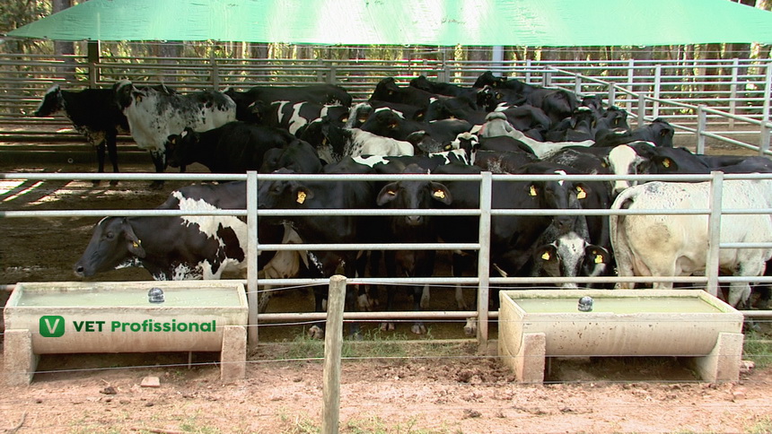 Produção de leite: quais são os custos dessa atividade? | VET Profissional