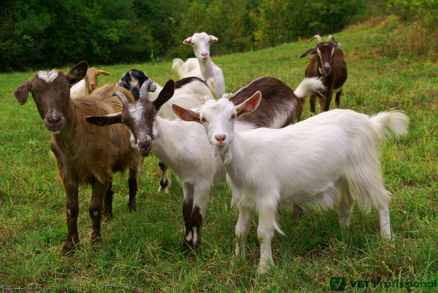Caprinos e as doenças parasitárias que os acometem - ectoparasitas ...
