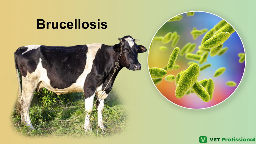 Bactérias do gênero Brucella: conheça esse gênero de bactérias ...