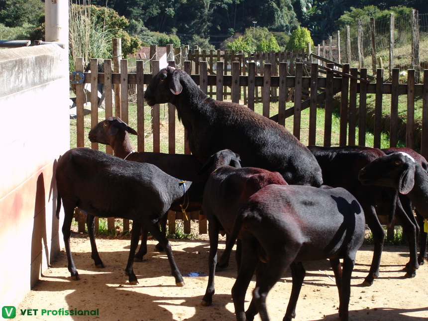 Rufiões: como escolher e preparar esses animais? | VET Profissional