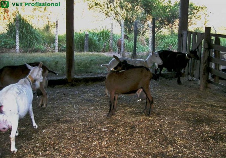 Saiba quais são os cuidados necessários no manejo da cabra prenha a fim ...
