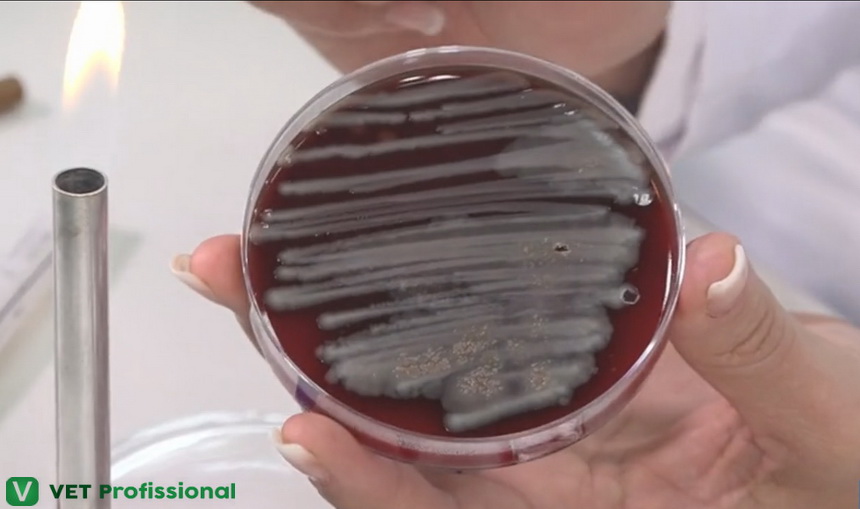 Bactérias do gênero Moraxella: quais os prejuízos que essas bactérias ...