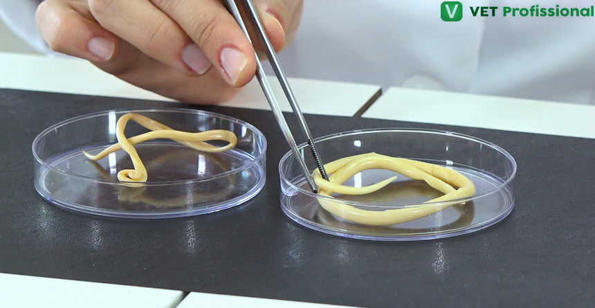 Nematelmintos: conheça as características gerais desses vermes que ...