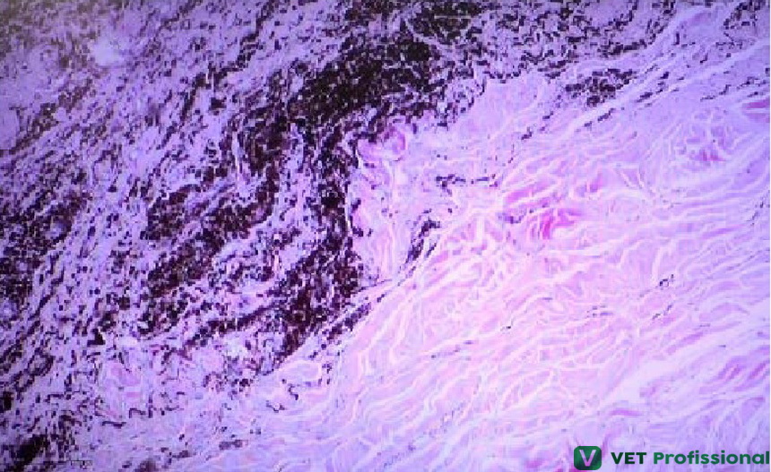 Melanina? Melanócito? Melanose? Entenda o que são estes termos | VET ...
