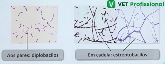 Morfologia bacteriana: você sabe classificar as bactérias ...