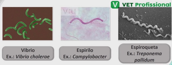 Morfologia bacteriana: você sabe classificar as bactérias ...