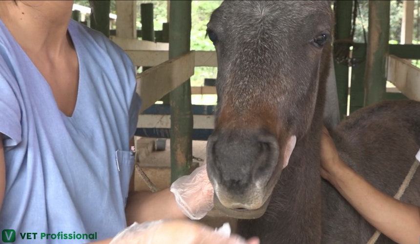 Influenza equina: um tipo de afecção viral que acomete o sistema ...