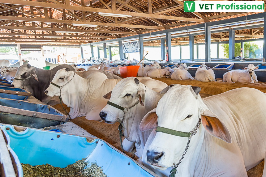 Cetose e esteatose hepática em vacas leiteiras: conheça duas doenças ...