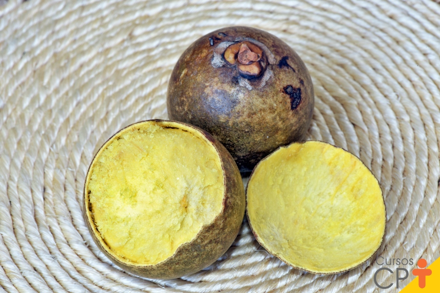 Tudo o que você precisa saber sobre cultivo de macaúba | Cursos a ...