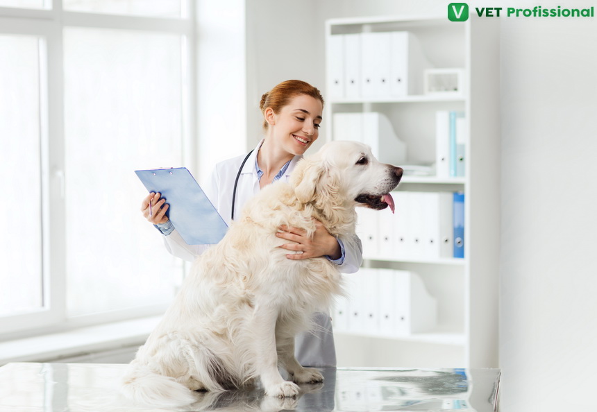 Classificação de risco anestésico (ASA) para animais: o que o ...