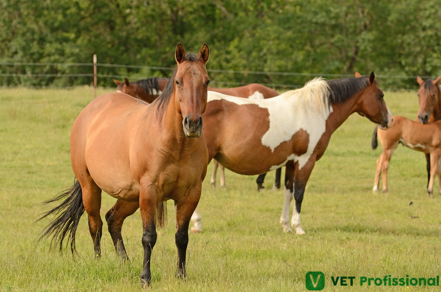 Qual a importância da vacinação de éguas prenhes? | VET Profissional