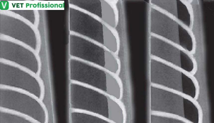 Efusão pleural em cães e gatos: como identificar em uma imagem ...