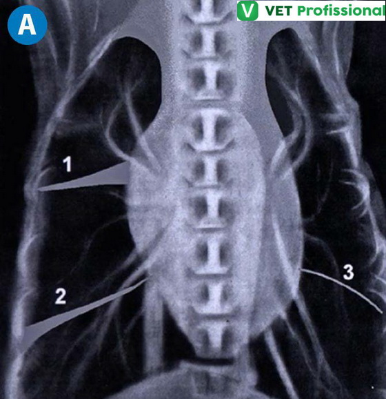 Pleura Visceral Gato Pleurodesis En Perros Y Gatos (I) By Carlos