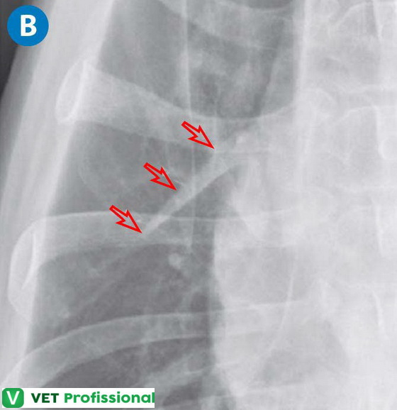 Pleura Visceral Gato Pleurodesis En Perros Y Gatos (I) By Carlos