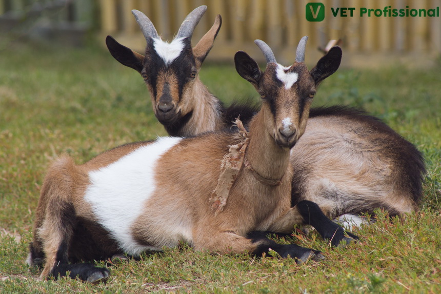 Carne caprina: conheça as características dessa carne de grande ...