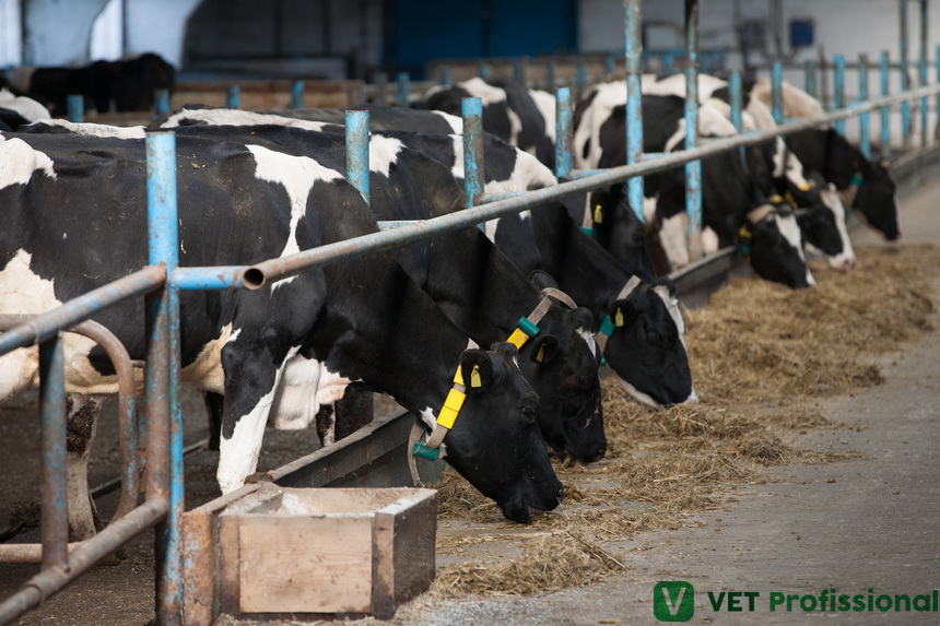 Manejo nutricional de vacas em período pré-parto: por que é necessário ...