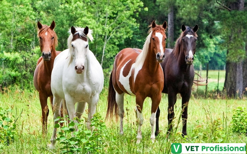 Anamnese em pacientes equinos: quais são os questionamentos ...