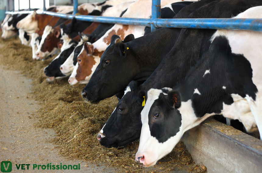 Acidose ruminal em bovinos leiteiros: como essa doença reflete em ...