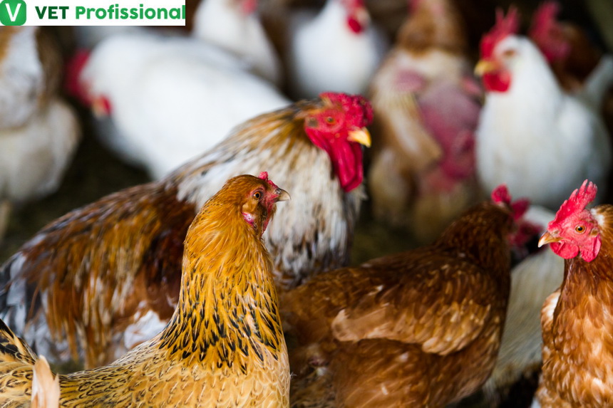 Estafilococos, estreptococos e colibacilose em aves: veja o que esses ...