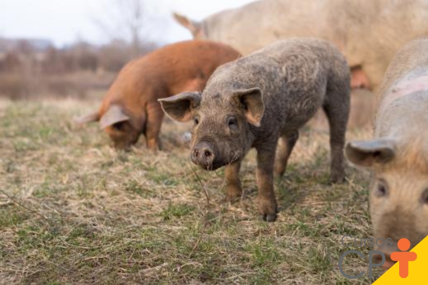 Porcos Duroc | Cursos a Distância CPT