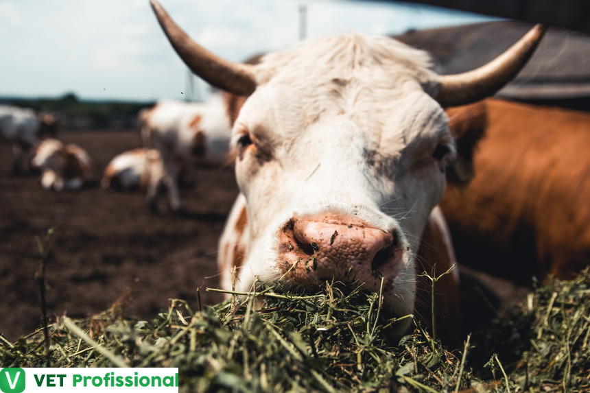 Animais Ruminantes O Que São Animais Ruminantes?