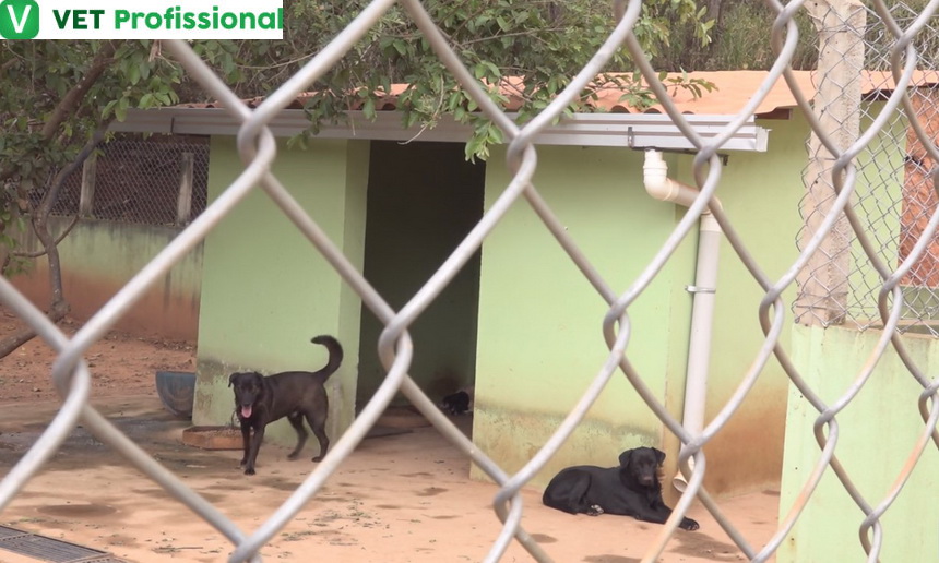 Centro de Controle de Zoonoses (CCZ): qual a importância desse órgão ...