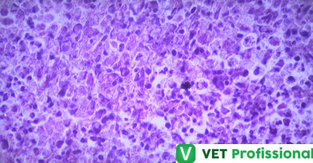 Morte celular: necrose liquefativa em lâmina | VET Profissional