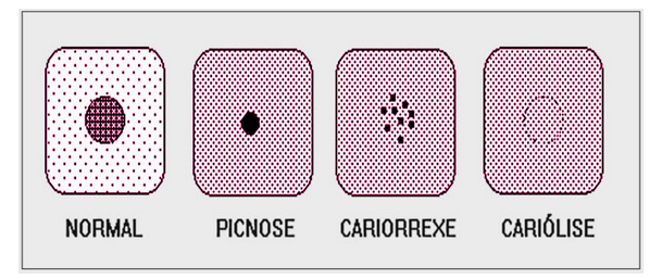 Morte celular por necrose | VET Profissional