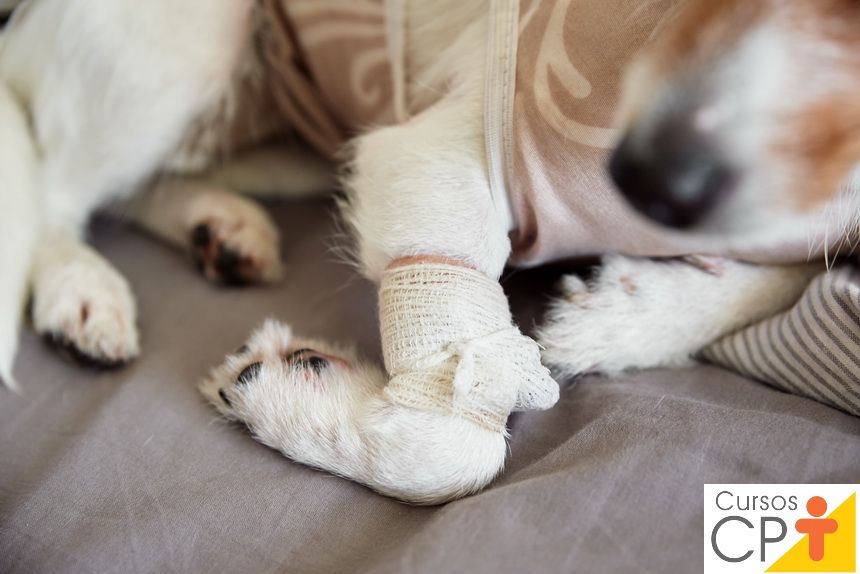 Seu animal se machucou? Veja como cuidar da ferida | Artigos | Cursos a ...