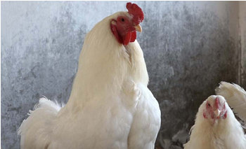 Galinhas híbridas para produção de carne e ovos | VET Profissional