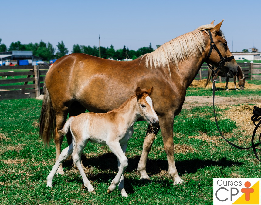 Primeiros cuidados com o potro neonato: entenda! | Artigos | Cursos a ...