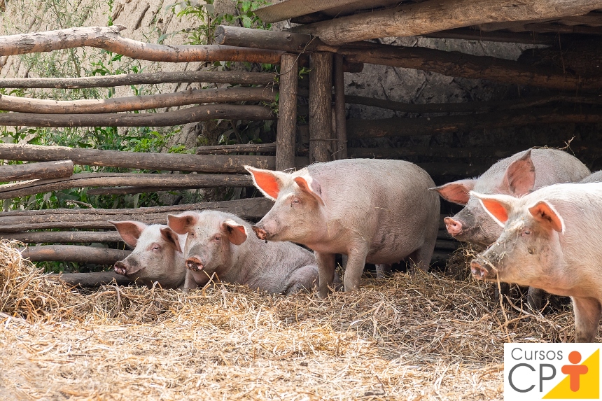 O segredo da criação de suínos gourmet? Excelentes matrizes! | Cursos a ...