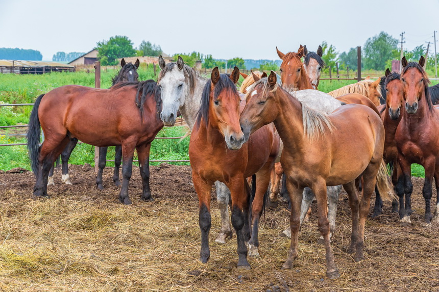Vai alimentar os cavalos com capineira? Veja os cuidados necessários ...